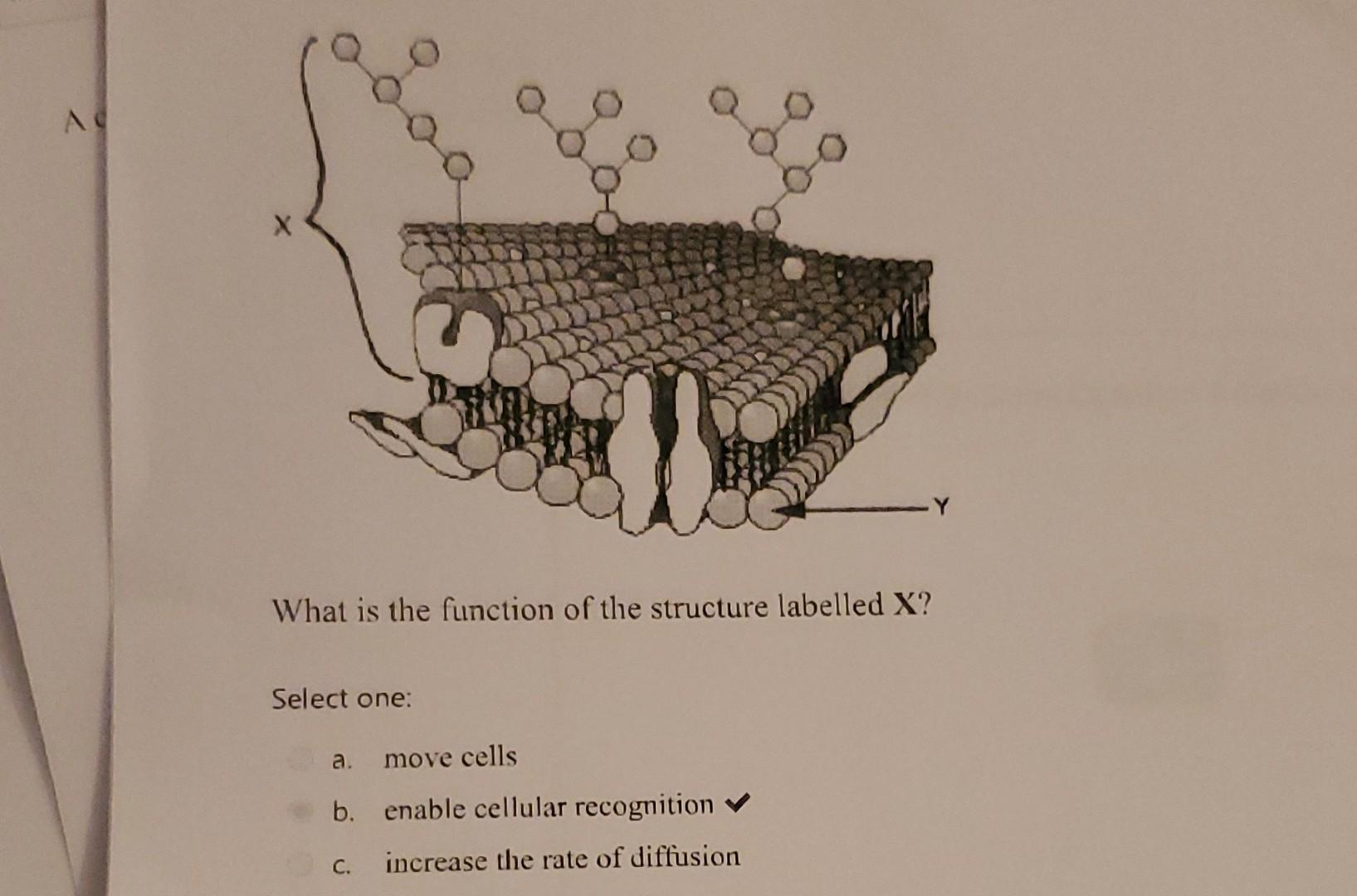 Solved What is the function of the structure labelled X ? | Chegg.com