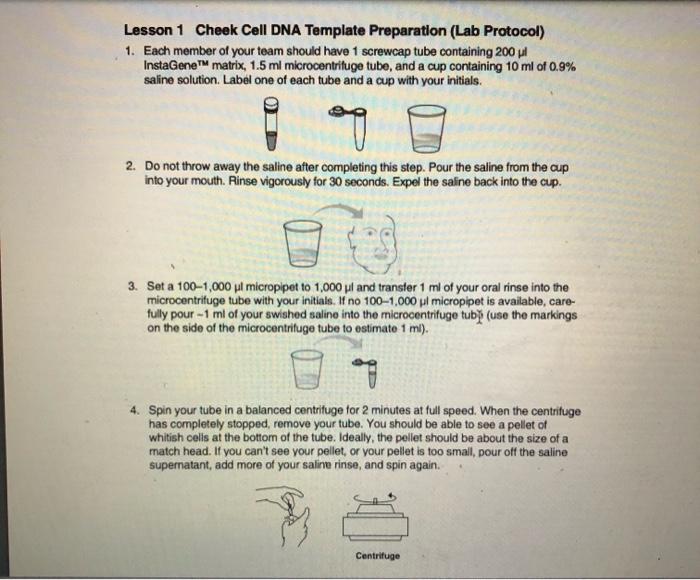 Solved Lesson 1 Cheek Cell DNA Template Preparation (Lab | Chegg.com