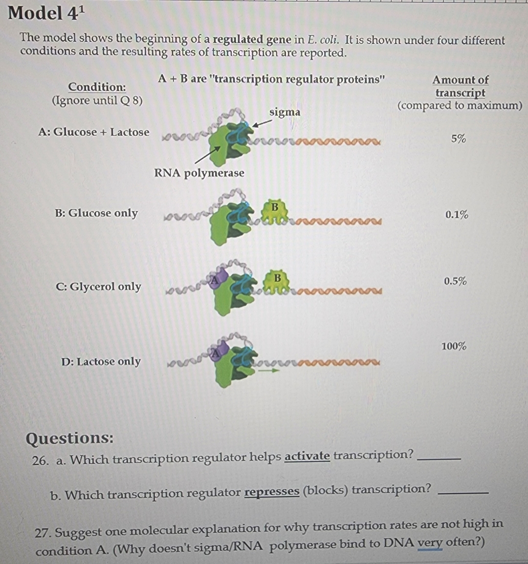 Solved Model 41The model shows the beginning of a regulated | Chegg.com