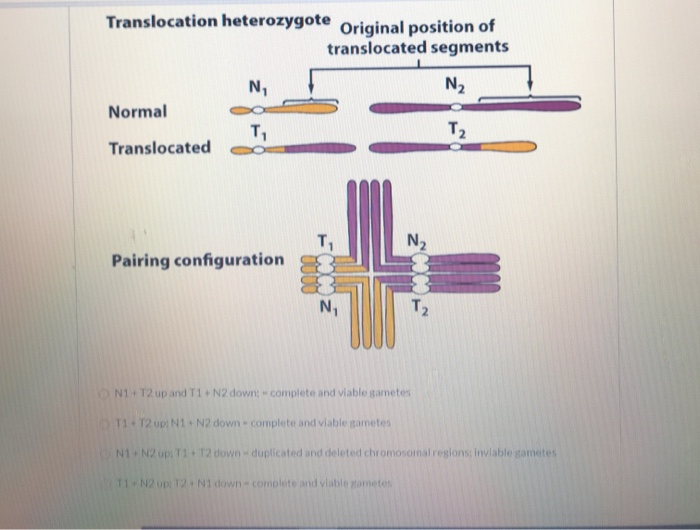 Solved Translocation heterozygote Original position of | Chegg.com