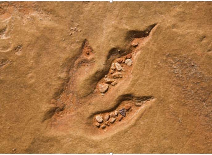 Solved Tell what type of fossil preservation occurs for each | Chegg.com