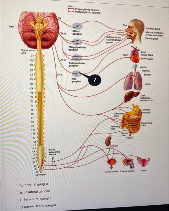 Solved B. collateral ganglia C. intramural ganglia D. | Chegg.com