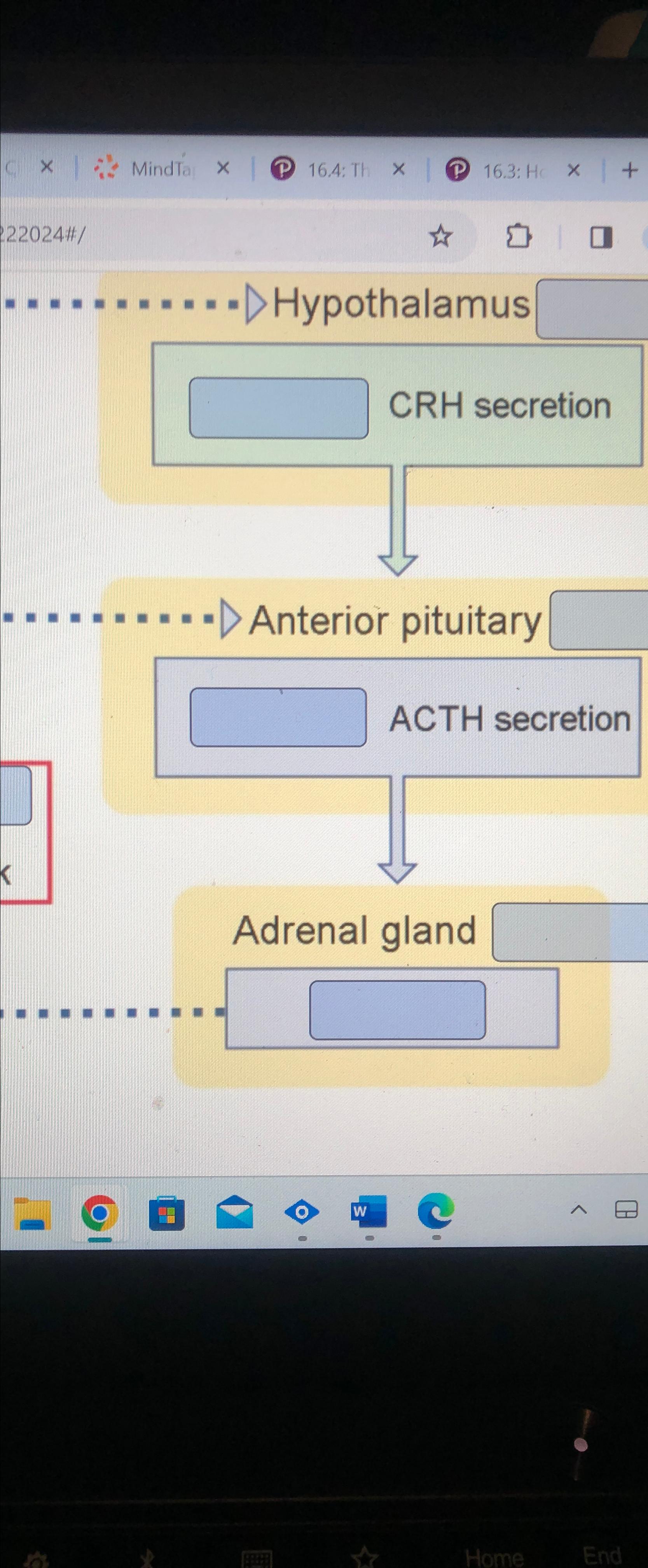 Solved Δ ﻿HypothalamusCRH secretion... D ﻿Anterior | Chegg.com