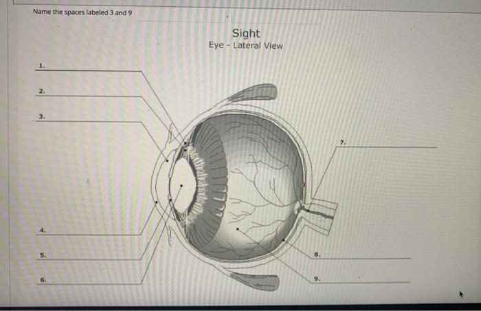 Solved Name the spaces labeled 3 and 9 Sight Eye - Lateral | Chegg.com