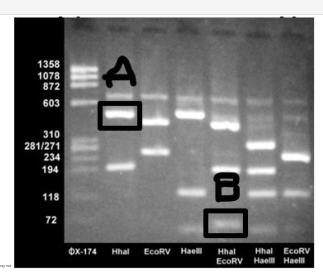Solved What is the approximate length of the PCR product | Chegg.com