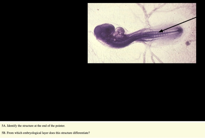 Solved SA. Identify the structure at the end of the pointer. | Chegg.com