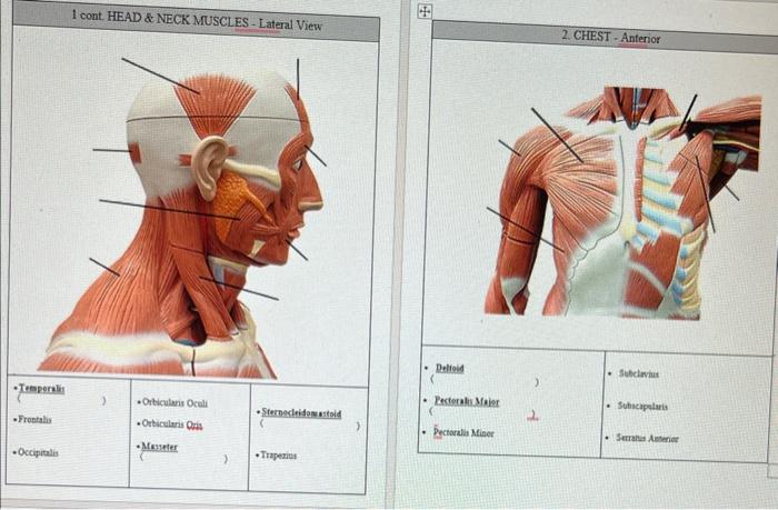 Solved Head and neck muscles/ chest anterior view.-Label | Chegg.com