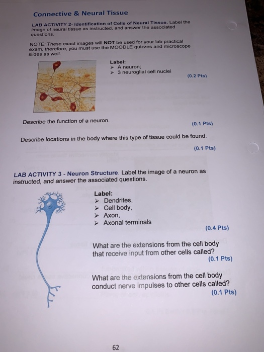 Solved Connective & Neural Tissue LAB ACTIVITY 2. | Chegg.com