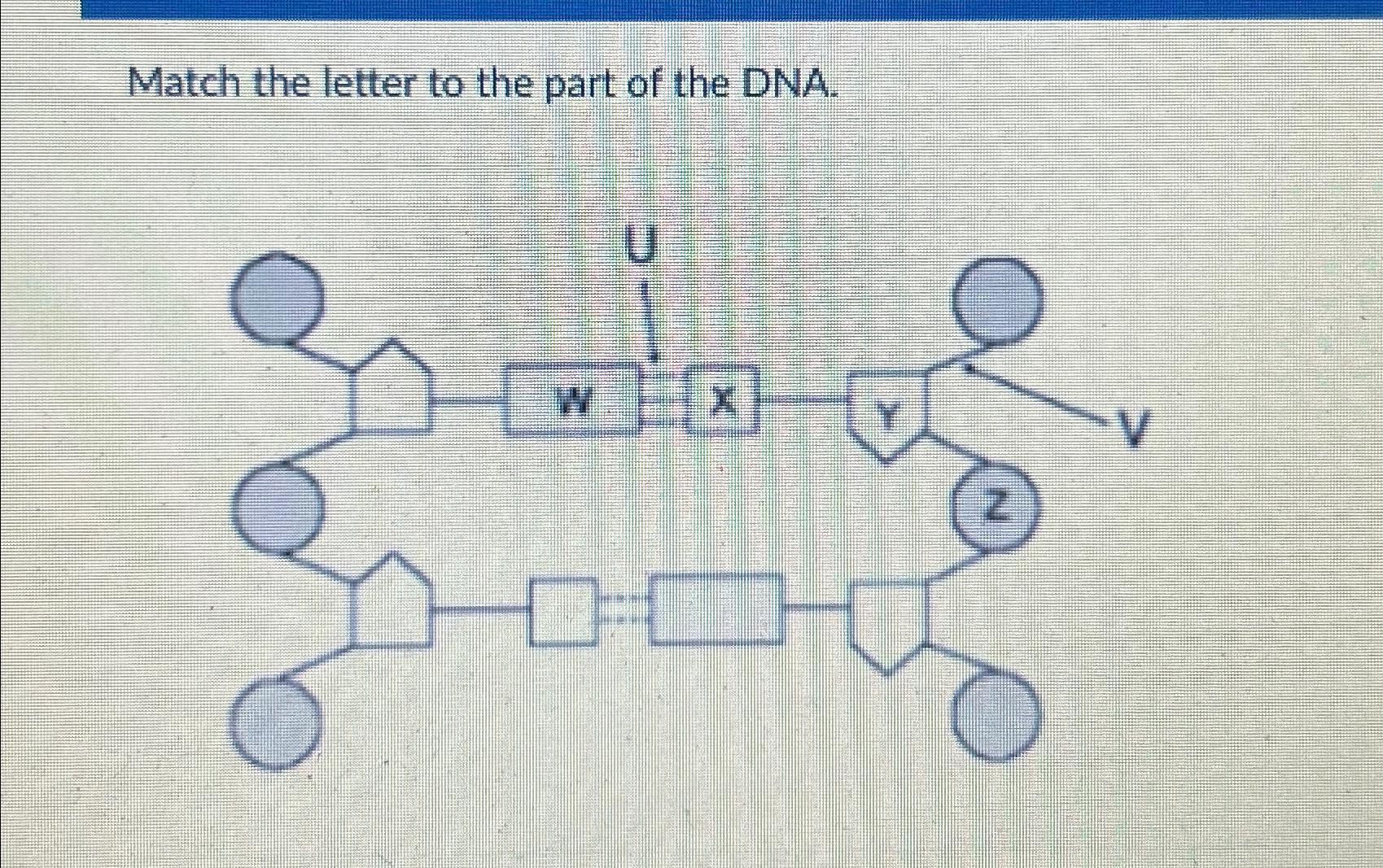 Solved Match the letter to the part of the DNA. | Chegg.com