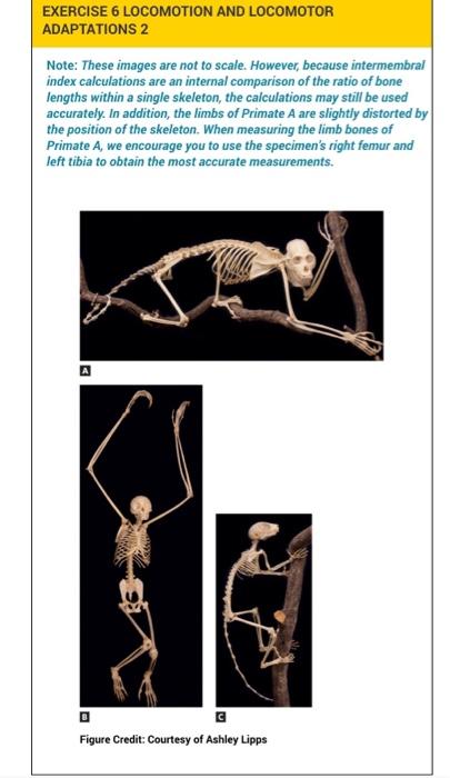 Solved EXERCISE 6 LOCOMOTION AND LOCOMOTOR ADAPTATIONS 2 | Chegg.com