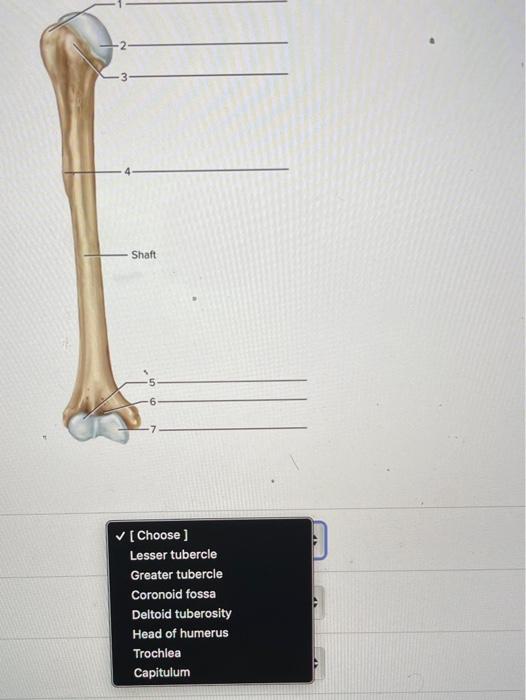 Solved 2 3 Shaft 6 7 Choose) Lesser tubercle Greater | Chegg.com