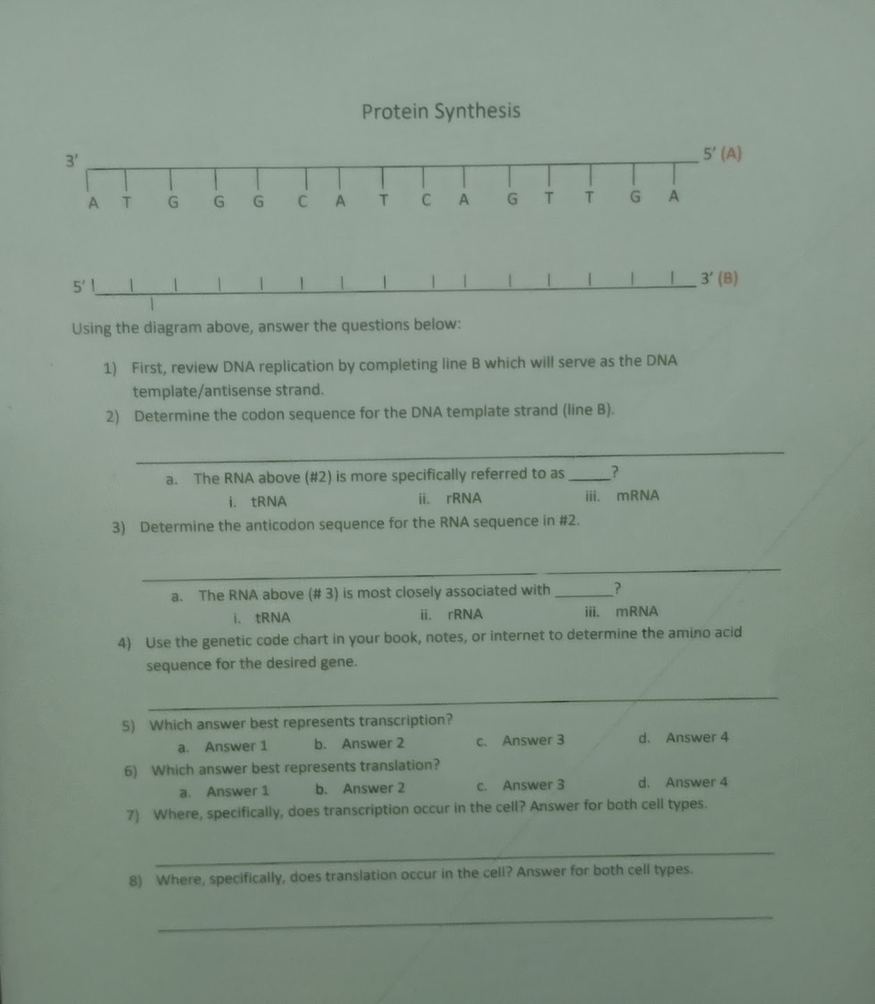 Solved Protein Synthesis Using the diagram above, answer the | Chegg.com