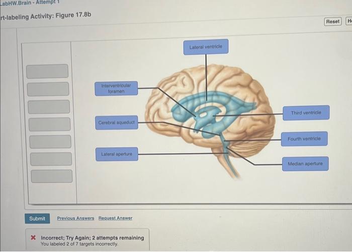 Solved rt-labeling Activity: Figure 17.8b X Incorrect; Try | Chegg.com