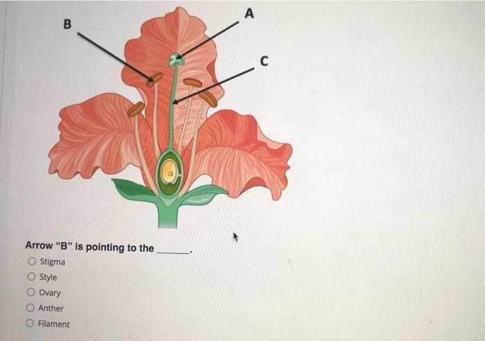 Solved A B с Arrow "A" Is pointing to the Stigma Style Ovary | Chegg.com
