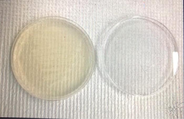 Solved Starch agar - uninoculated controlStarch agar after | Chegg.com