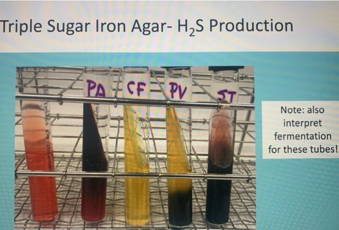 Solved Triple Sugar Iron Agar-Sugar Fermentation AFFSE CF | Chegg.com