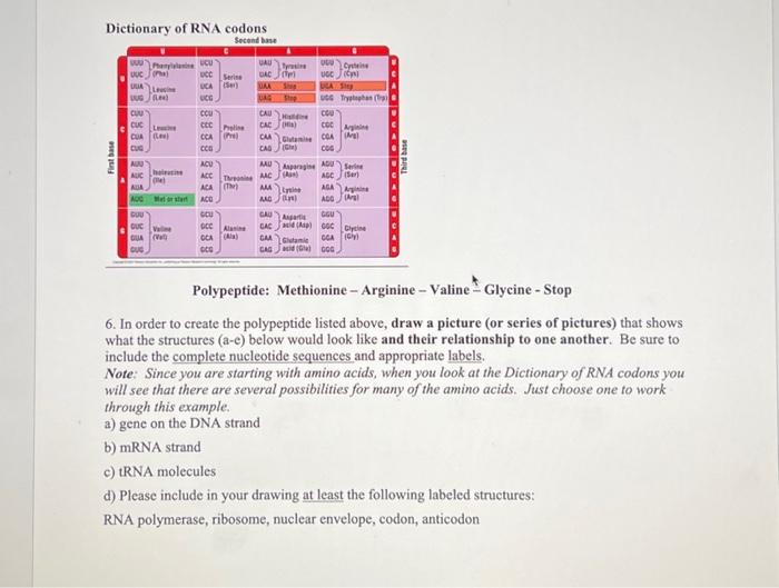 Solved Dictionary of RNA codons Second base First base UUU | Chegg.com