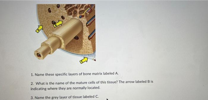 Solved 1. Name these specific layers of bone matrix labeled | Chegg.com