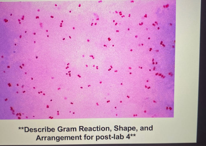 **Describe Gram Reaction, Shape, and Arrangement for | Chegg.com