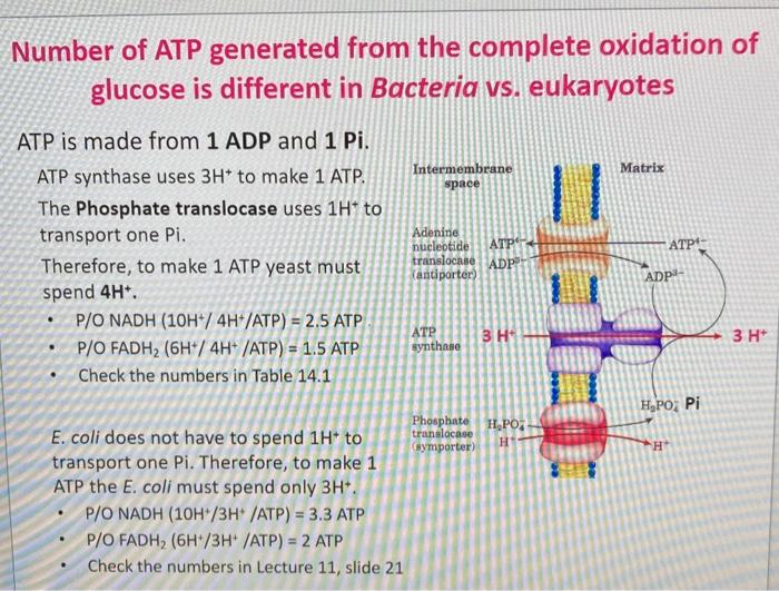On the table below, input the number of NADH, FADH2 | Chegg.com