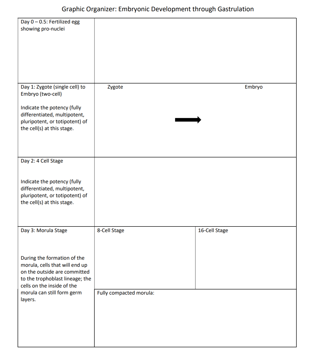 Solved Graphic Organizer: Embryonic Development through | Chegg.com