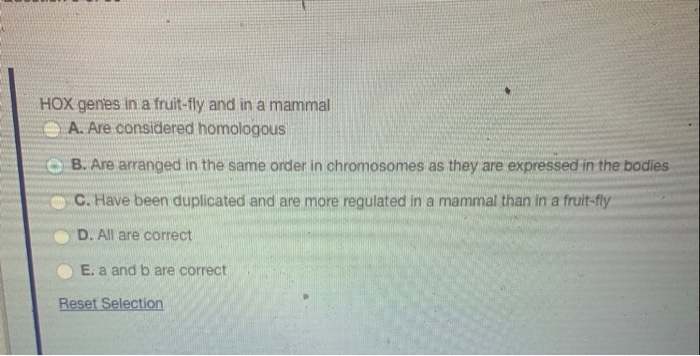 Solved HOX genes in a fruit-fly and in a mammal A. Are | Chegg.com
