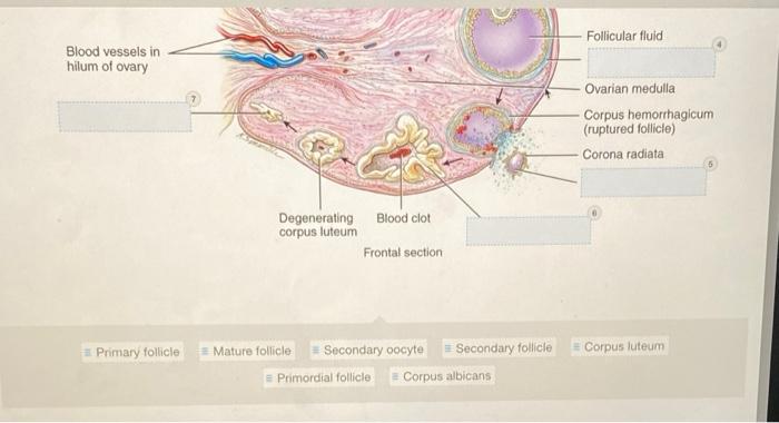 Solved Correctly label the missing components below. Submit | Chegg.com