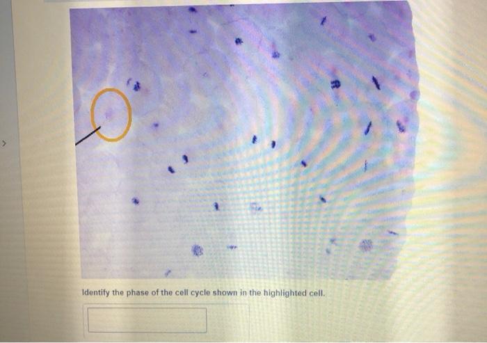 10 Identify The Phase Of The Cell Cycle Shown In The Highlighted Cell 