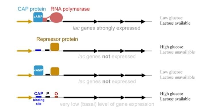 Solved CAP protein RNA polymerase CAMP Low glucose Lactose | Chegg.com