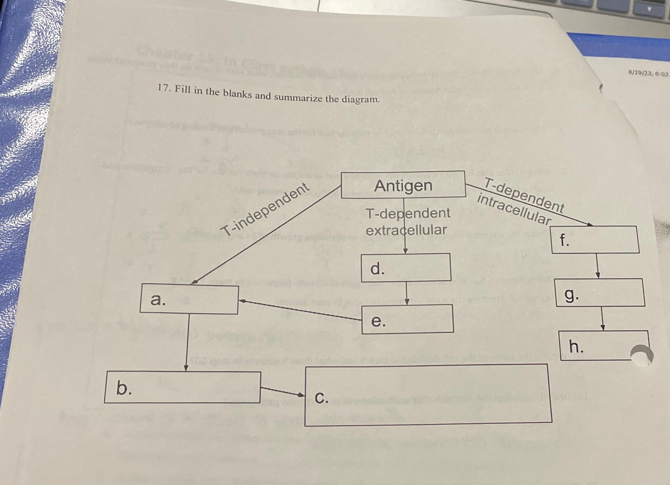 Solved Fill in the blanks and summarize the diagram. | Chegg.com