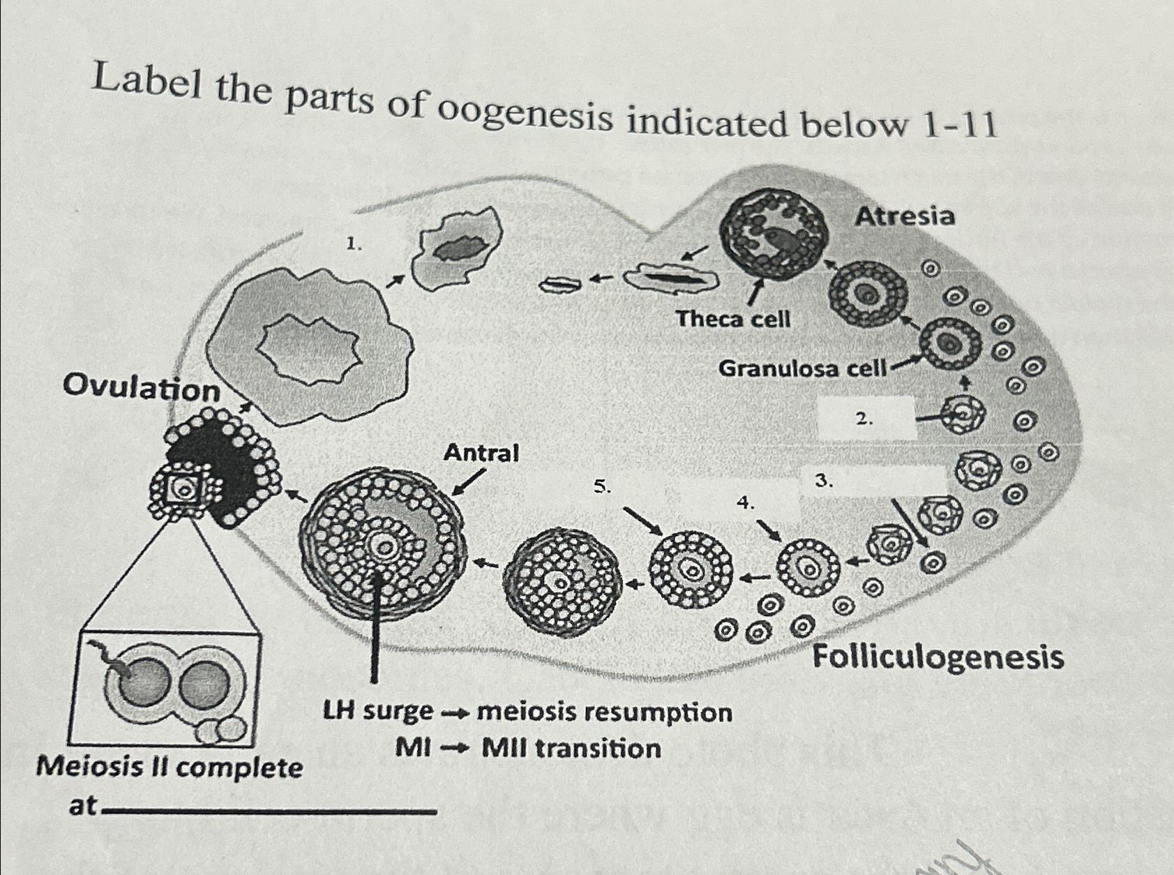 Solved Label the parts of oogenesis indicated below 1-11 | Chegg.com