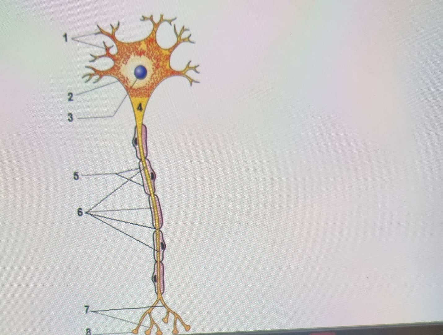Solved # 1. ﻿ What SPECIFIC Nervous System pathway / | Chegg.com