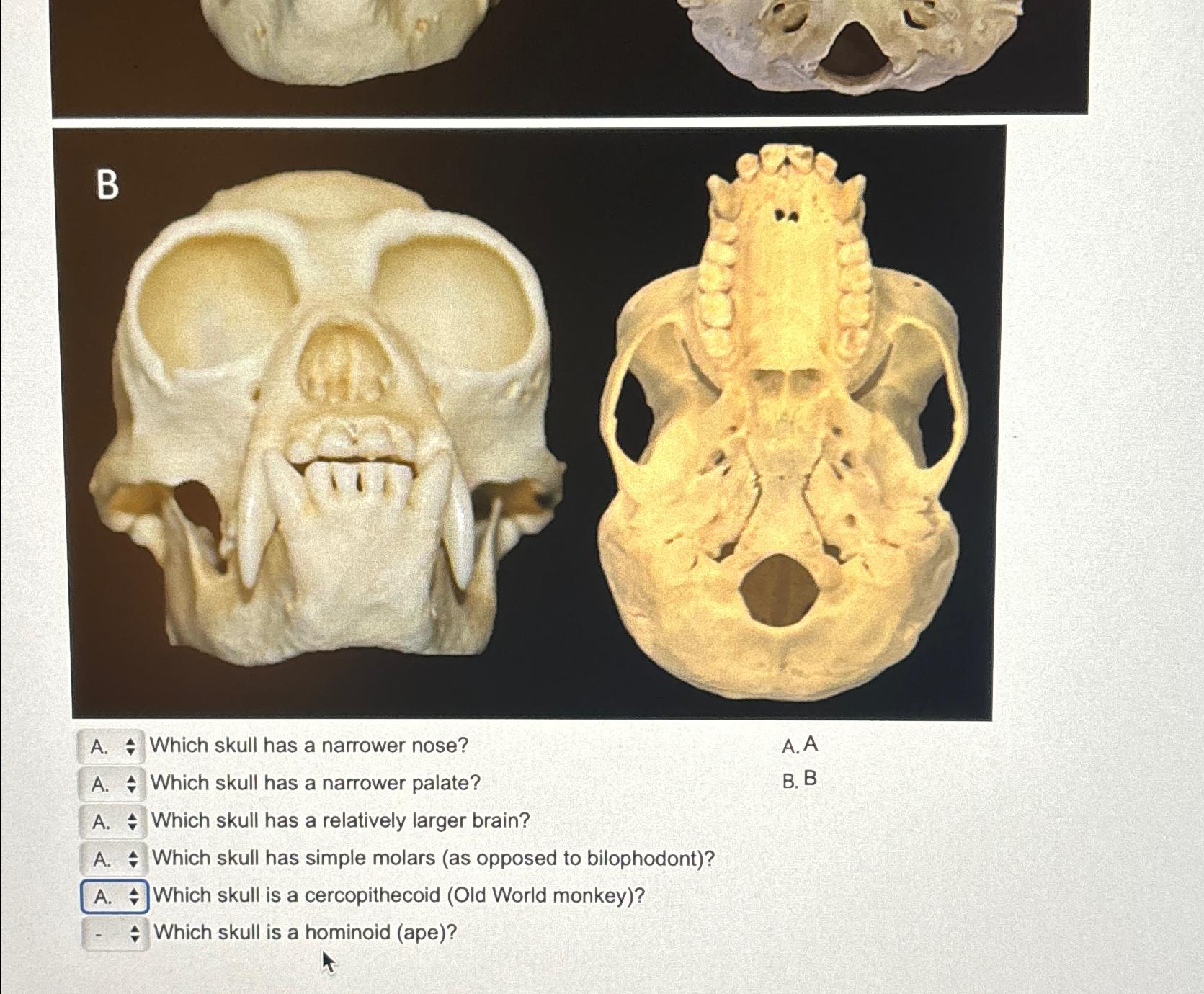 Solved A. ﻿Which skull has a narrower nose?A. ﻿AA. ﻿Which | Chegg.com