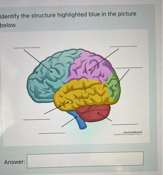 Solved Identify the structure highlighted green in the | Chegg.com