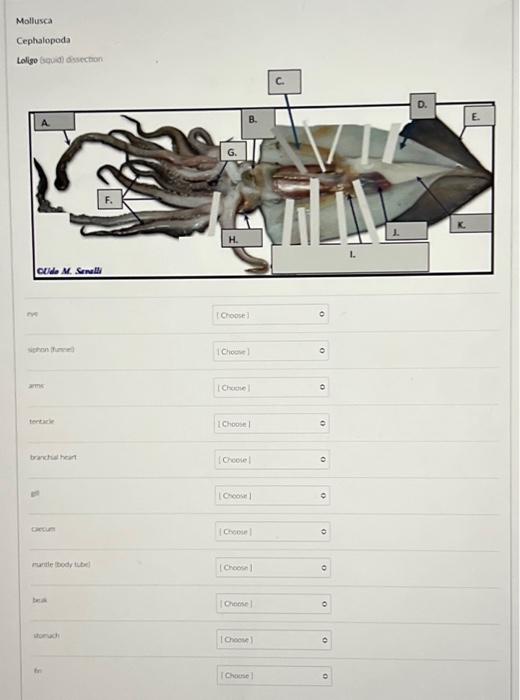 Solved Mollusca Cephalopoda Loligo (squid) dissection A. | Chegg.com