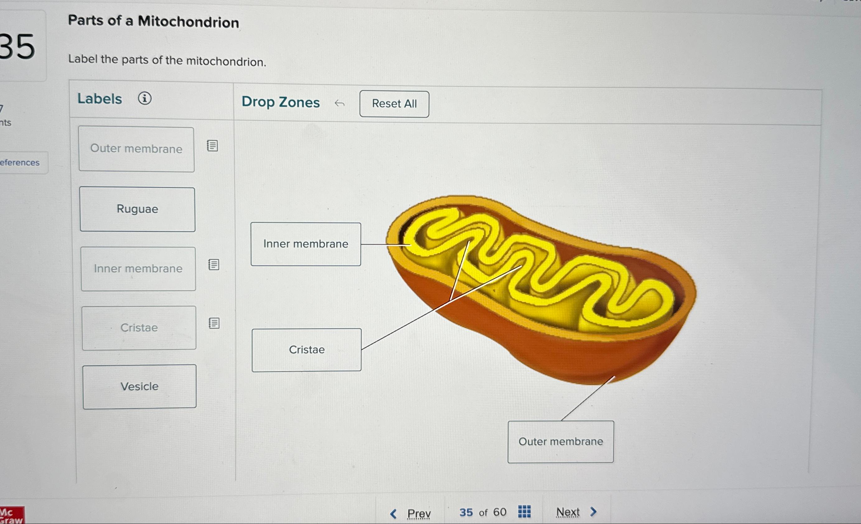 Solved Parts of a MitochondrionLabel the parts of the | Chegg.com