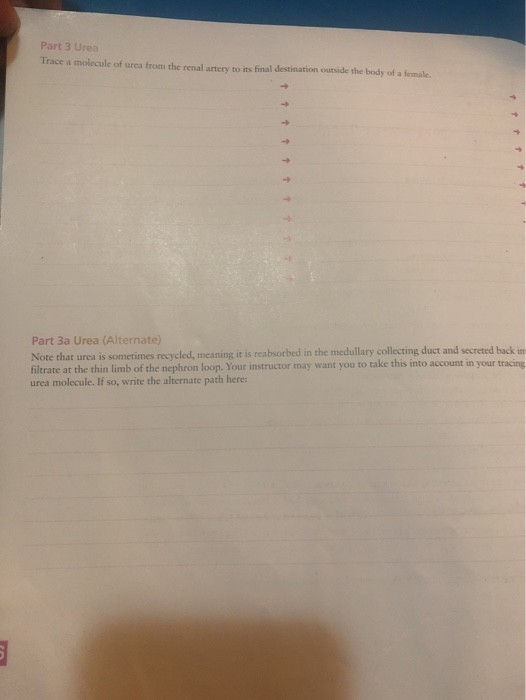 Solved Part 3 Ure Trace a molecule of urea from the renal | Chegg.com