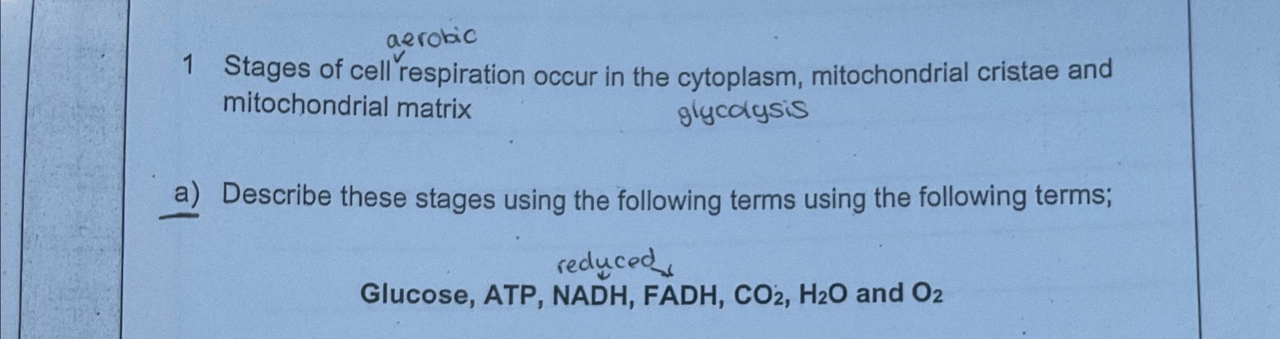 Solved 1 ﻿Stages of cell respiration occur in the cytoplasm, | Chegg.com