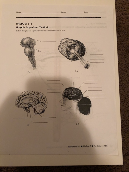 Solved HANDOUT 5-2 Graphic Organizer: The Brain Fill in this | Chegg.com