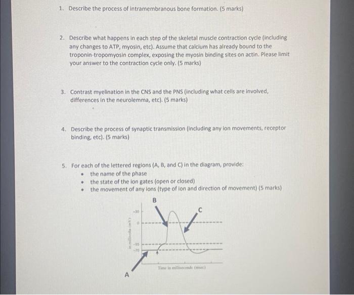 Solved 1. Describe the process of intramembranous bone | Chegg.com