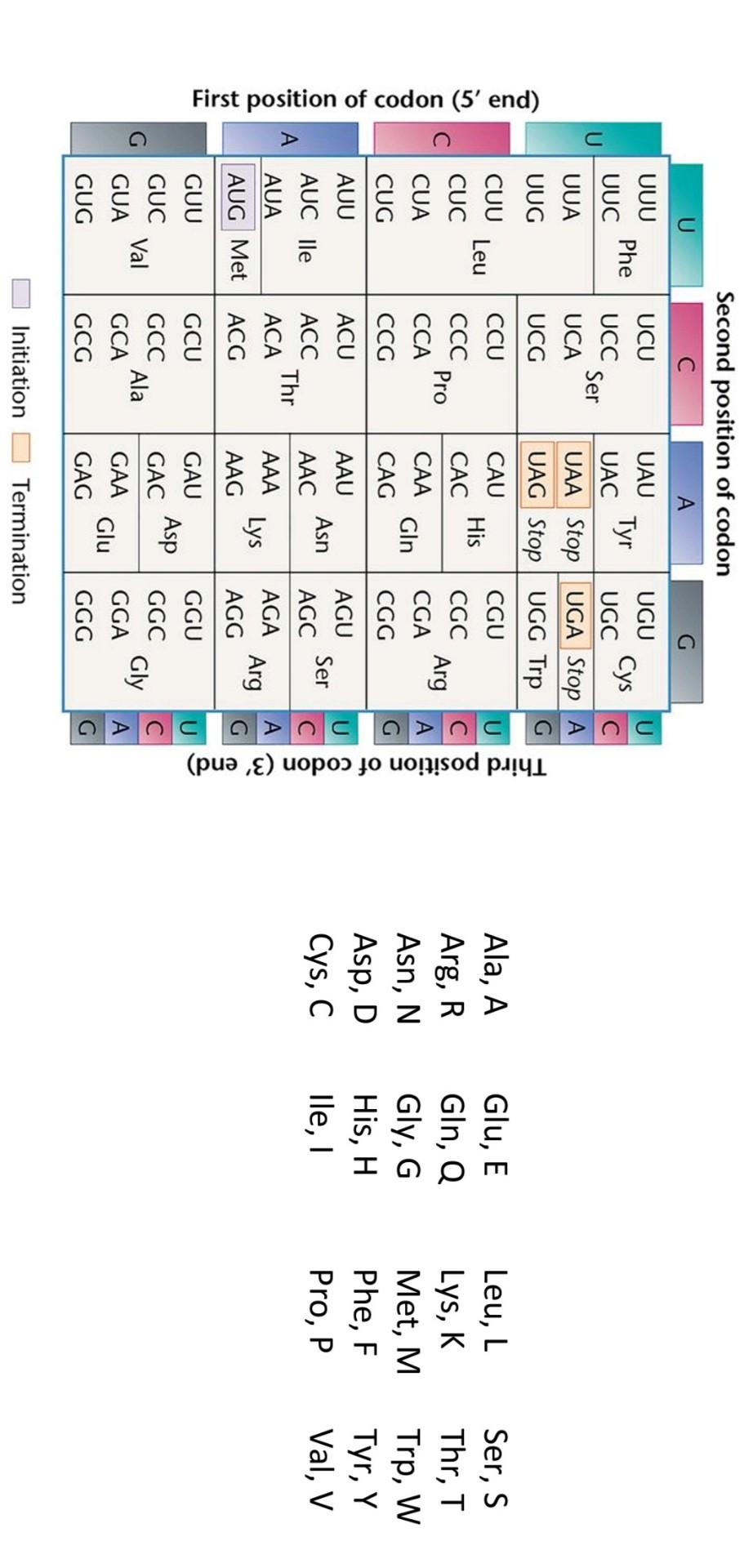 Solved Second position of codon C A UUU UUC Phe U UCU UCC | Chegg.com