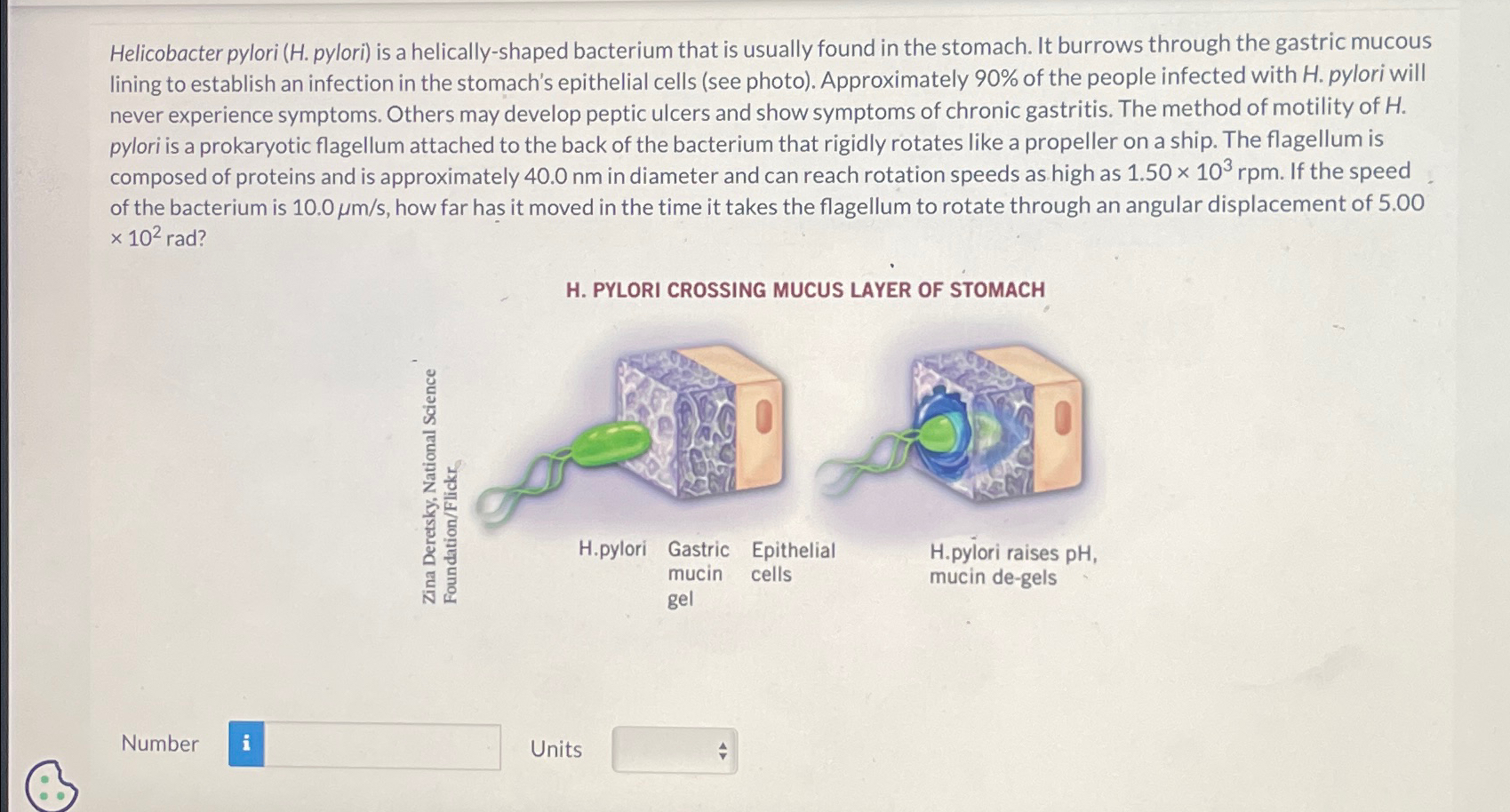 Solved Helicobacter pylori (H. ﻿pylori) ﻿is a | Chegg.com