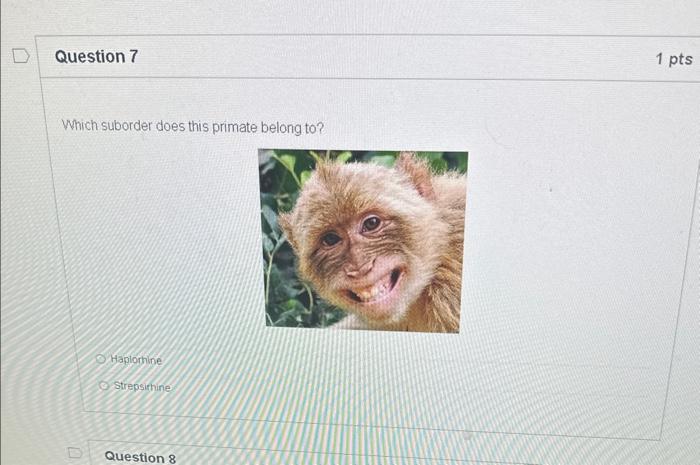 Which suborder does this primate belong to? | Chegg.com