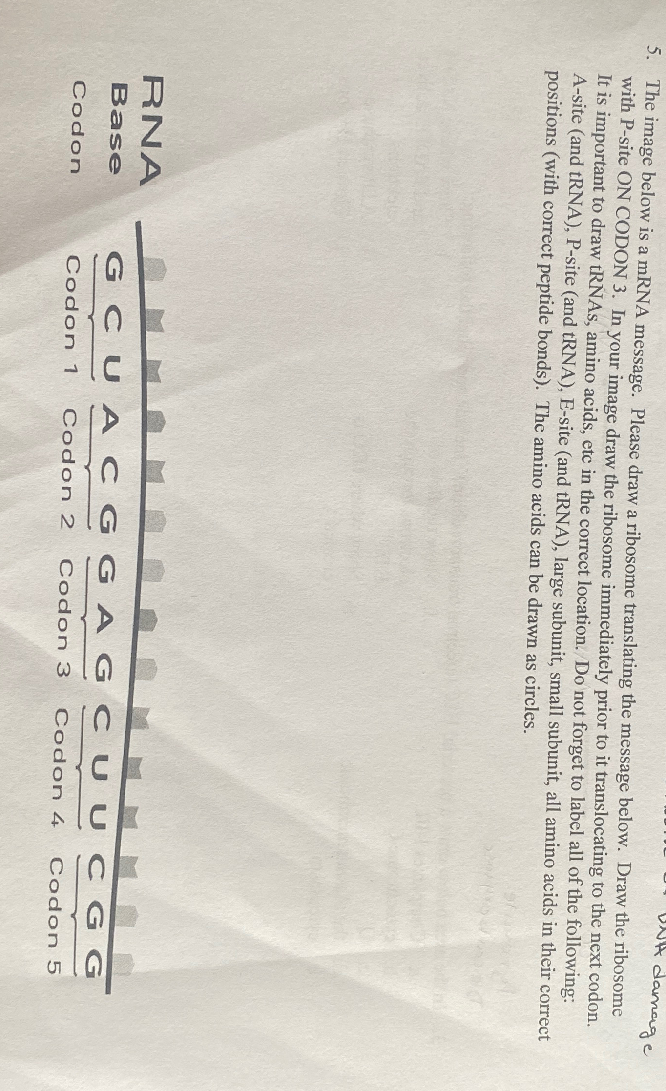 Solved The image below is a mRNA message. Please draw a | Chegg.com