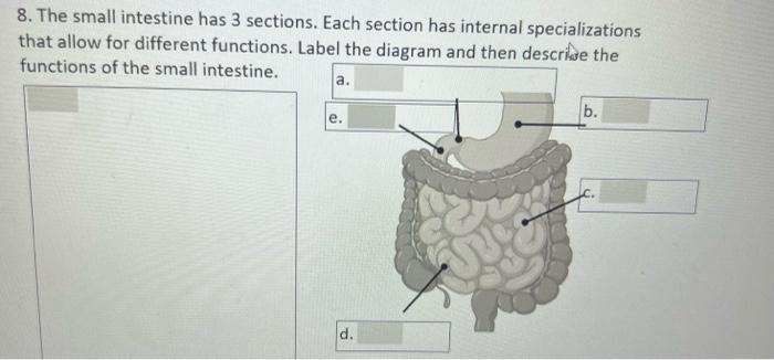 Solved 11. Label the diagram of the large intestine and then | Chegg.com