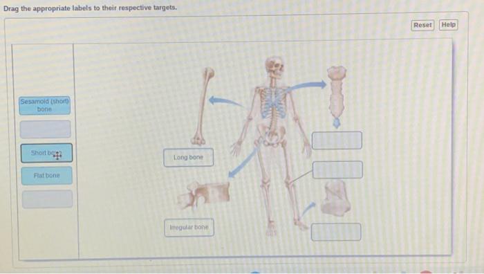 Solved Drag the appropriate labels to their respective | Chegg.com