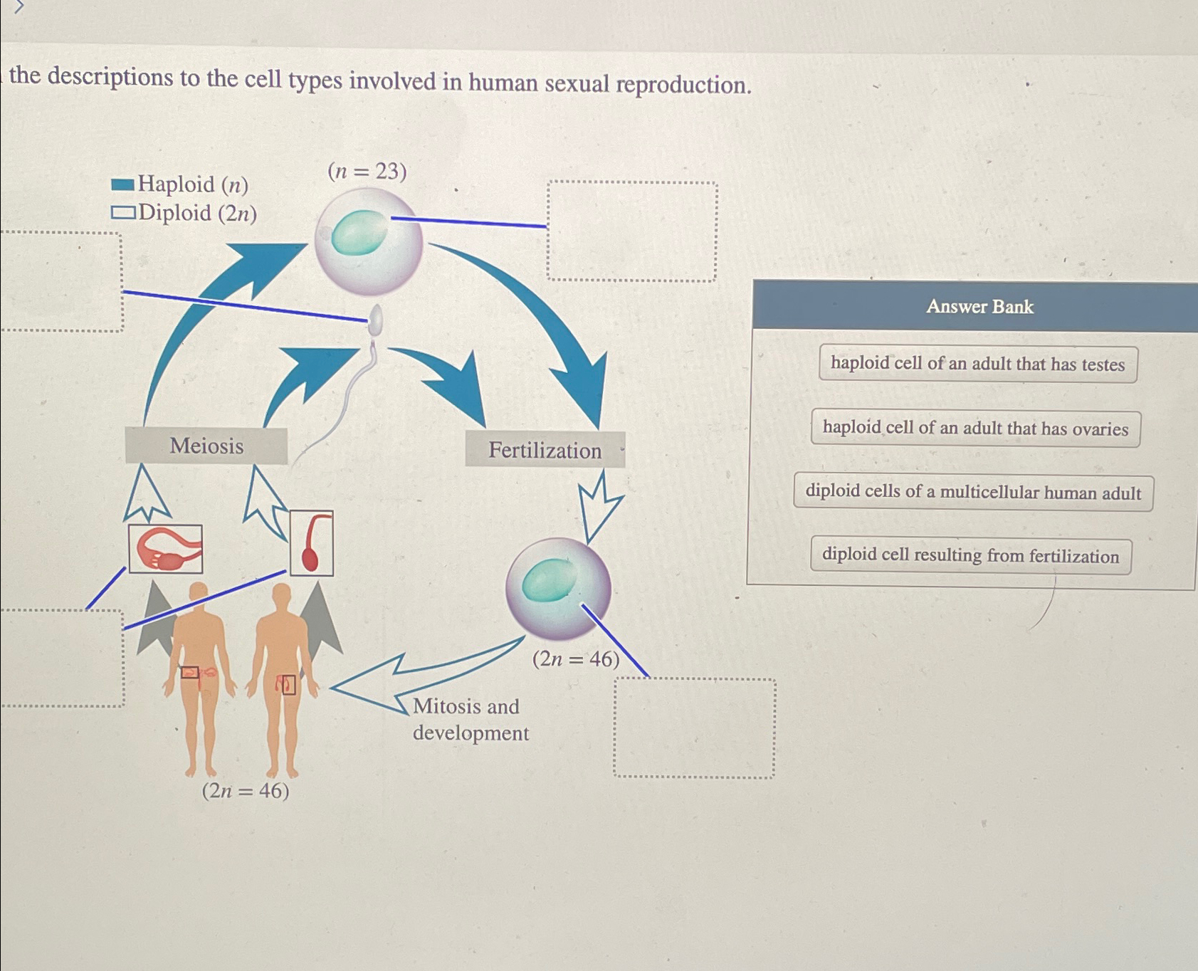 Solved the descriptions to the cell types involved in human | Chegg.com