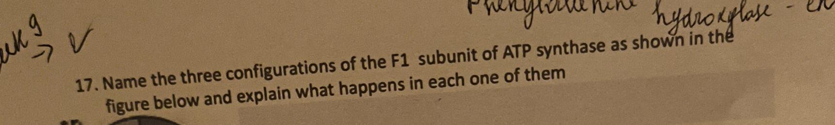 Solved Name the three configurations of the F1 ﻿subunit of | Chegg.com