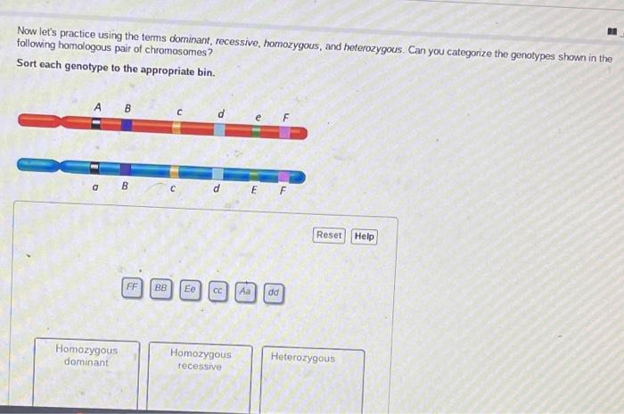 Solved Now let's practice using the terms dominant, | Chegg.com