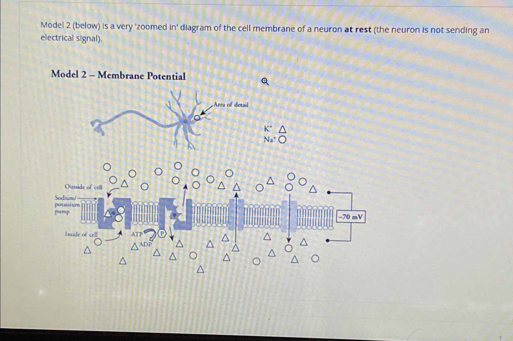 Solved Model 2 (below) ﻿is a very 'zoomed in' ﻿diagram of | Chegg.com